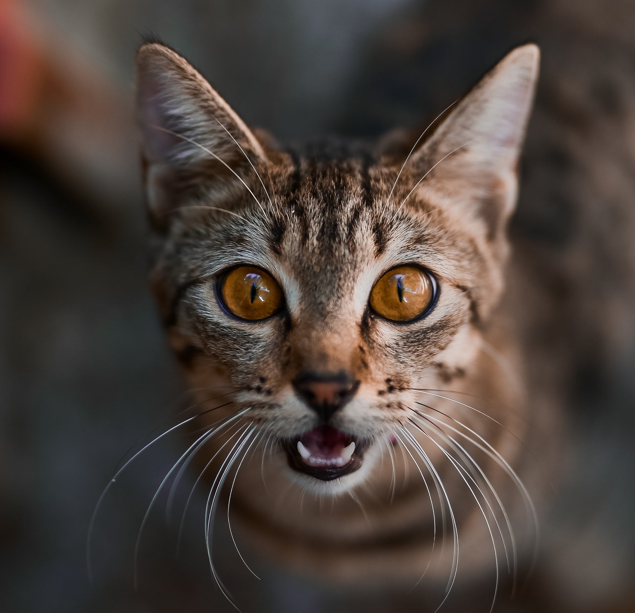 Why is My Cat Crying? How to Decipher Cat Cries