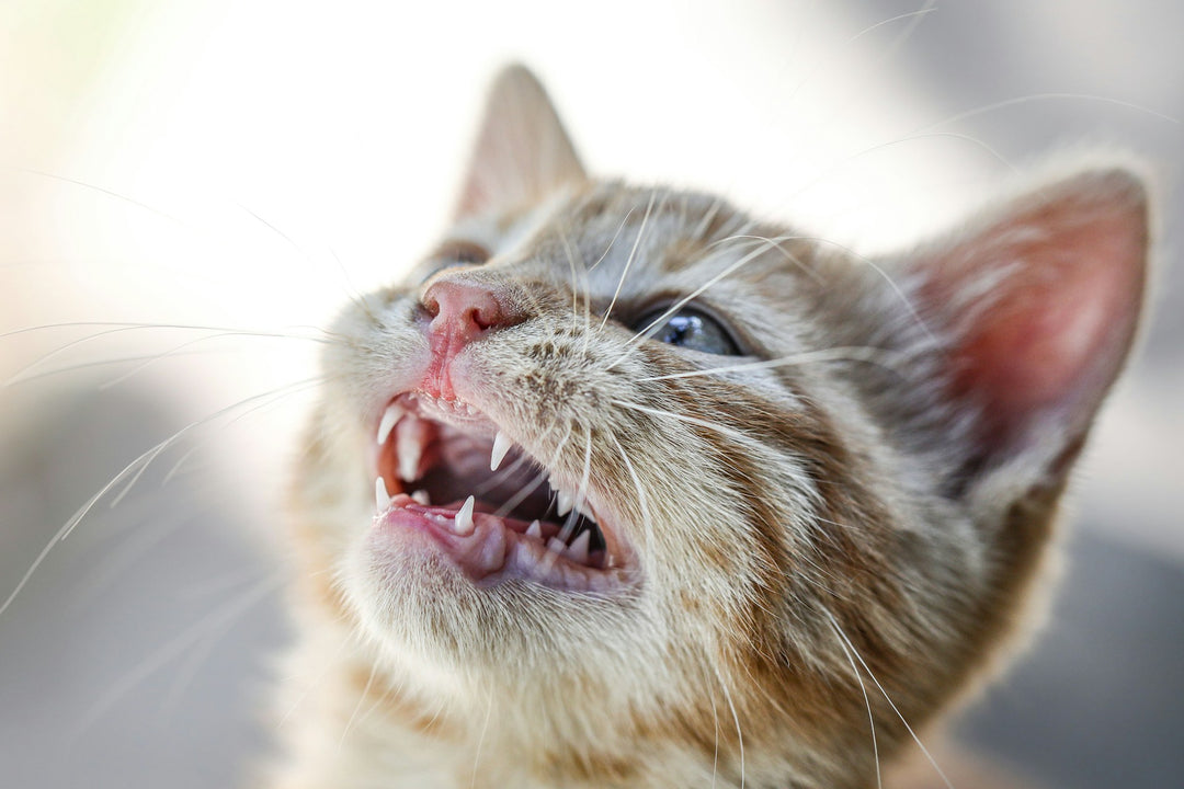 Understanding Cats' Teeth: Feline Dental Development