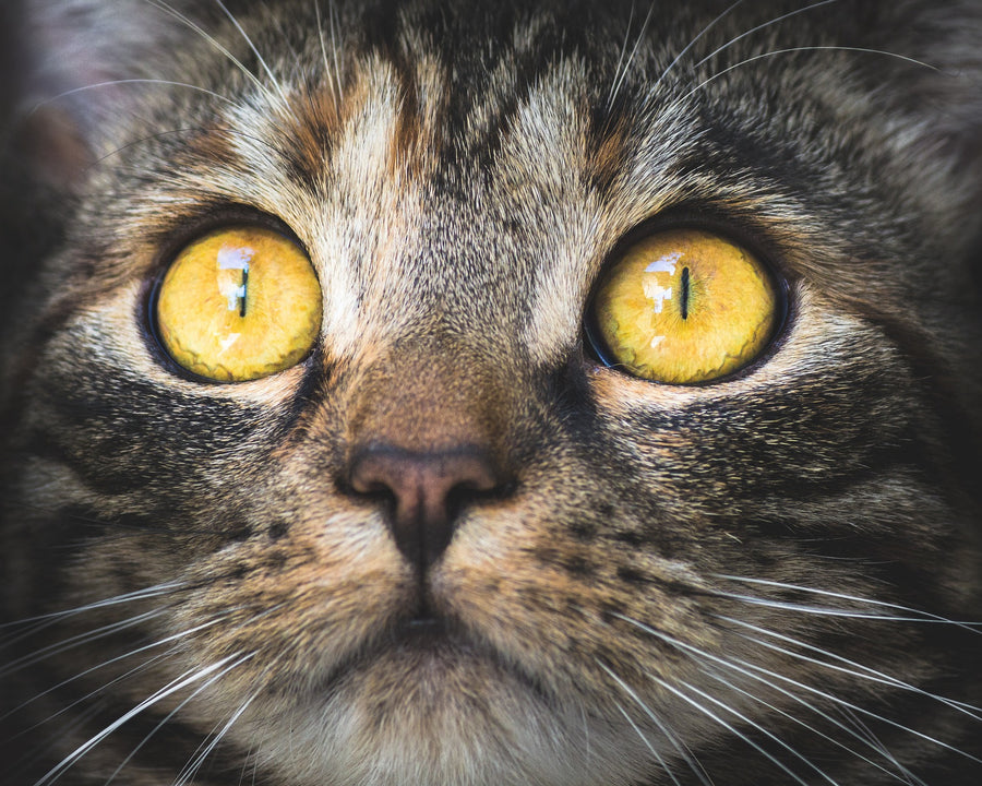 When Do Cat's Eyes Change Color? Your Cat Eye Guide